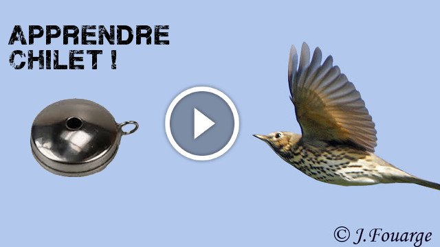 Comment utiliser un Chilet