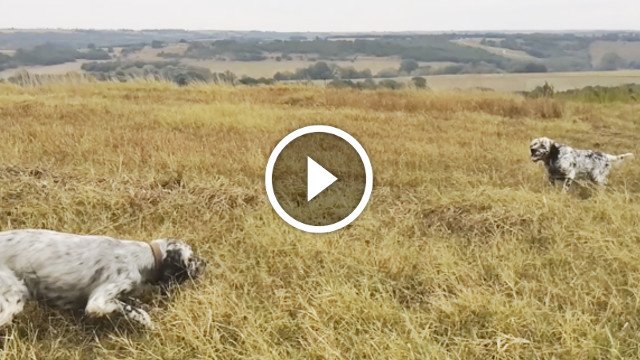 Chasse de la Caille des Blés avec Setter