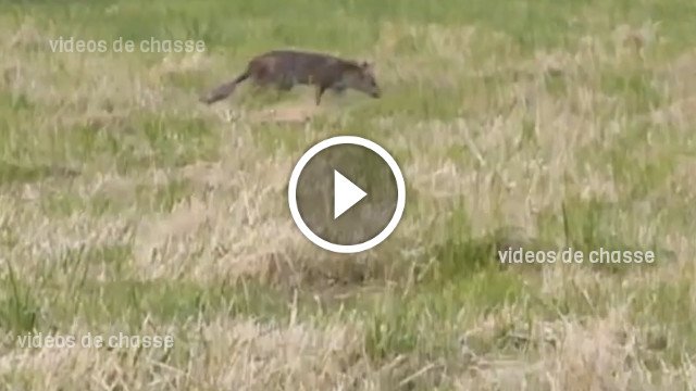 Chasse du Renard à l'approche
