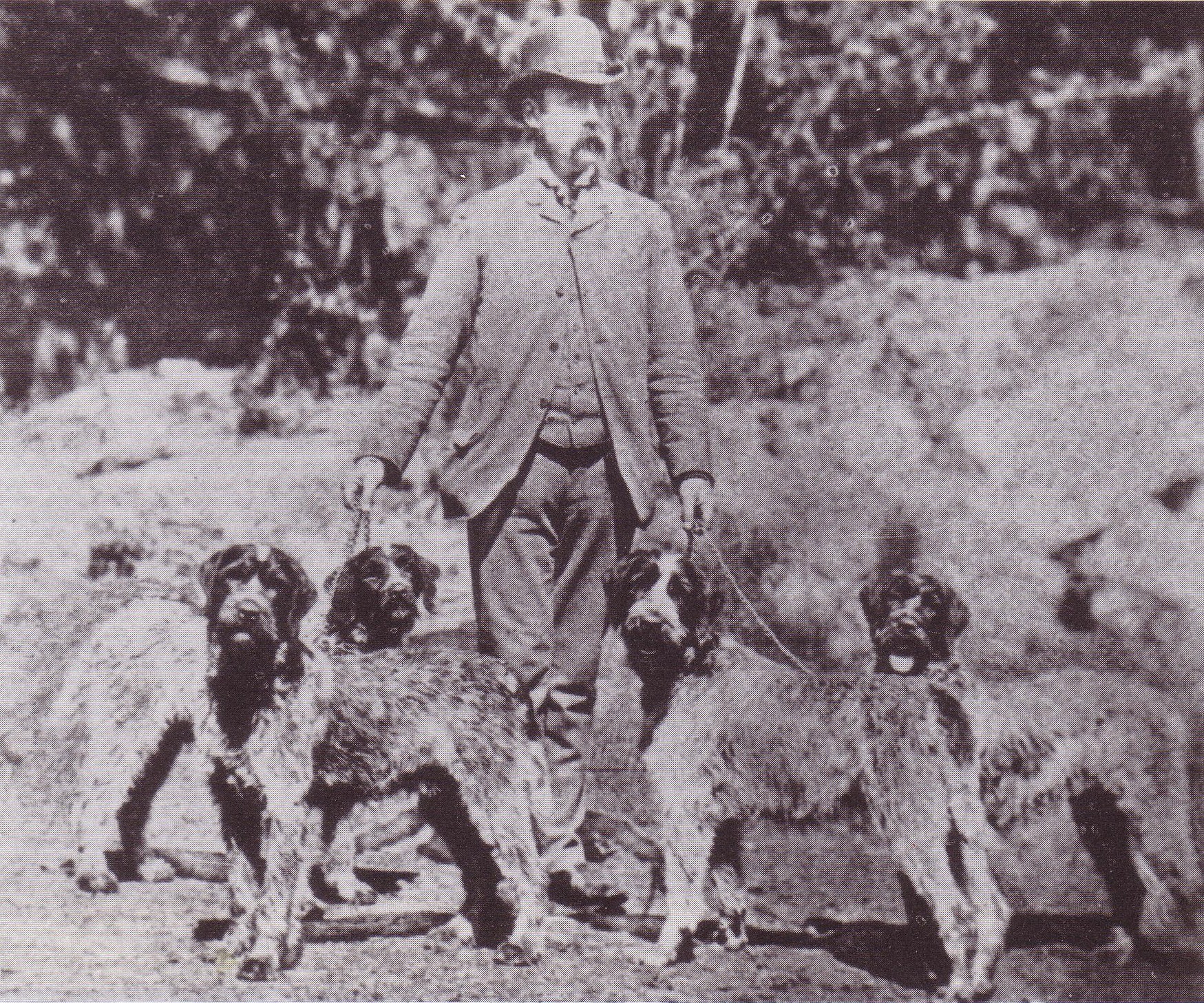 La barbe du Griffon Korthals